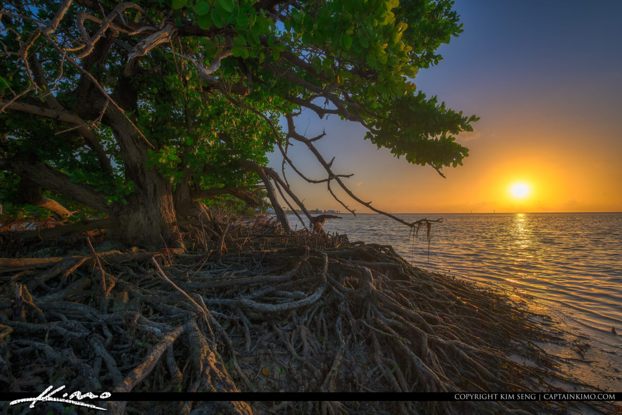 Florida Keys Mangrove at Sunrise along the Trail | HDR Photography by ...