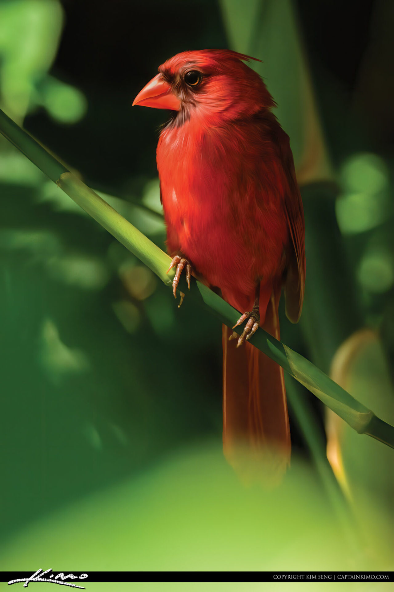 Red Cardinal Bird Art in Bamboo Forest | HDR Photography by Captain Kimo