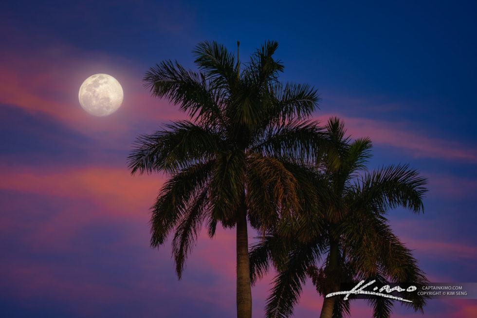 Two Royal Palm Trees Dancing Under the Moon Light | HDR Photography by ...