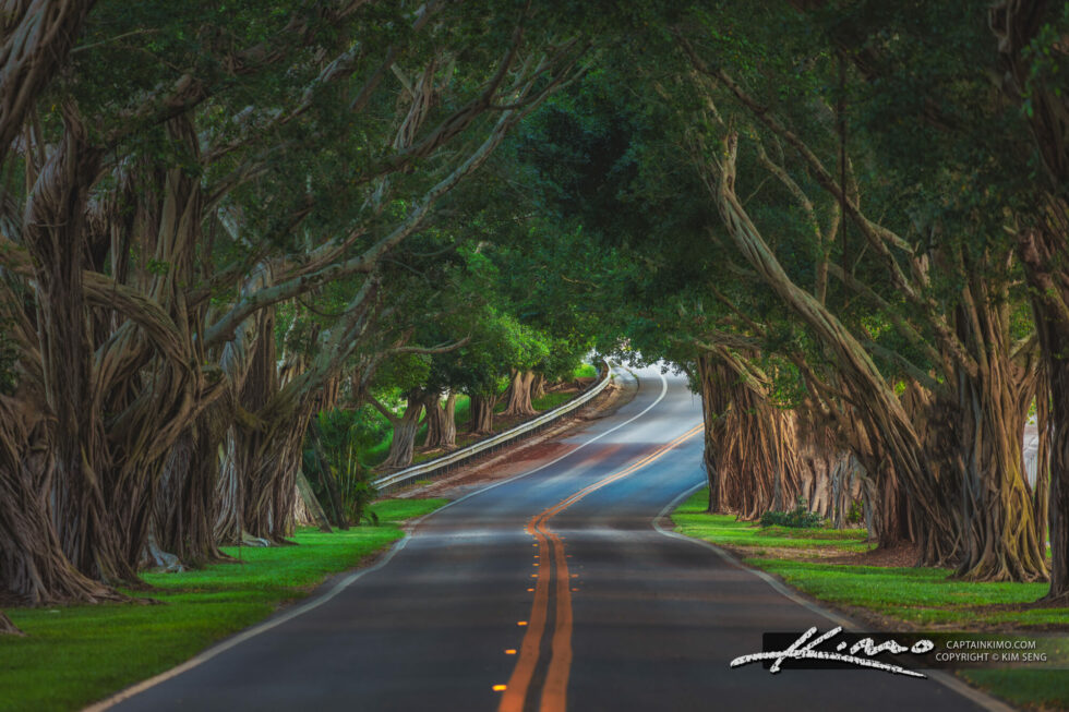 Curve to Bridge Road Under Tree Canopy Jupiter Island Florida | HDR ...