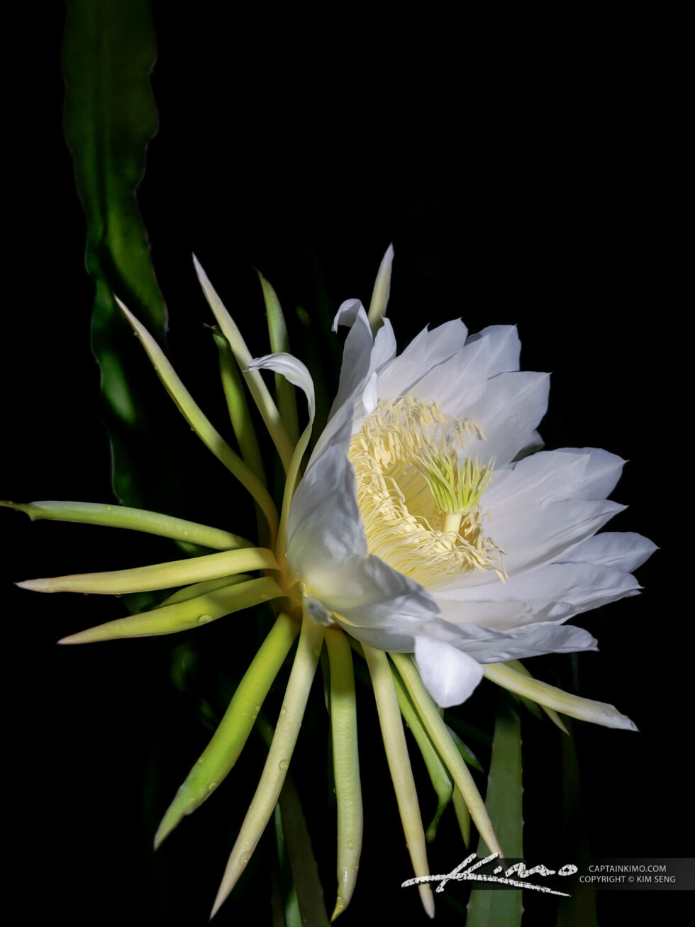 Dragonfruit Flower at Night in Bloom | HDR Photography by Captain Kimo
