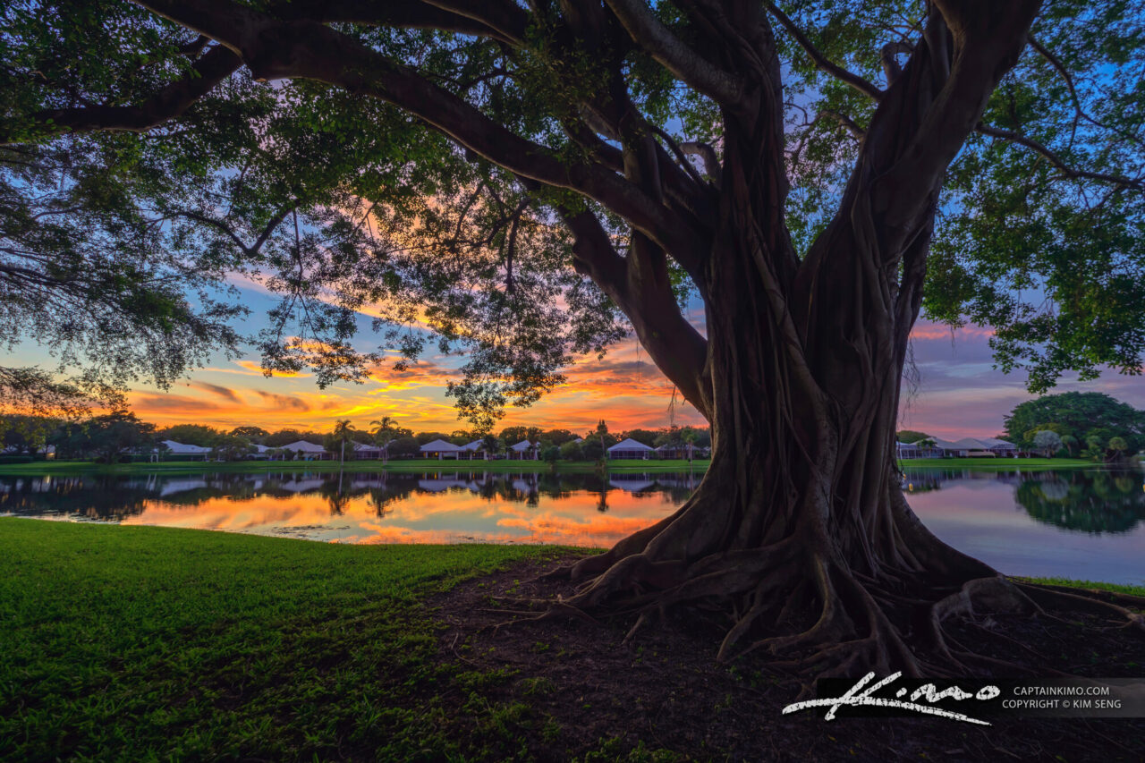Lake Catherine Park Giant Ficus Tree Sunset | HDR Photography by ...