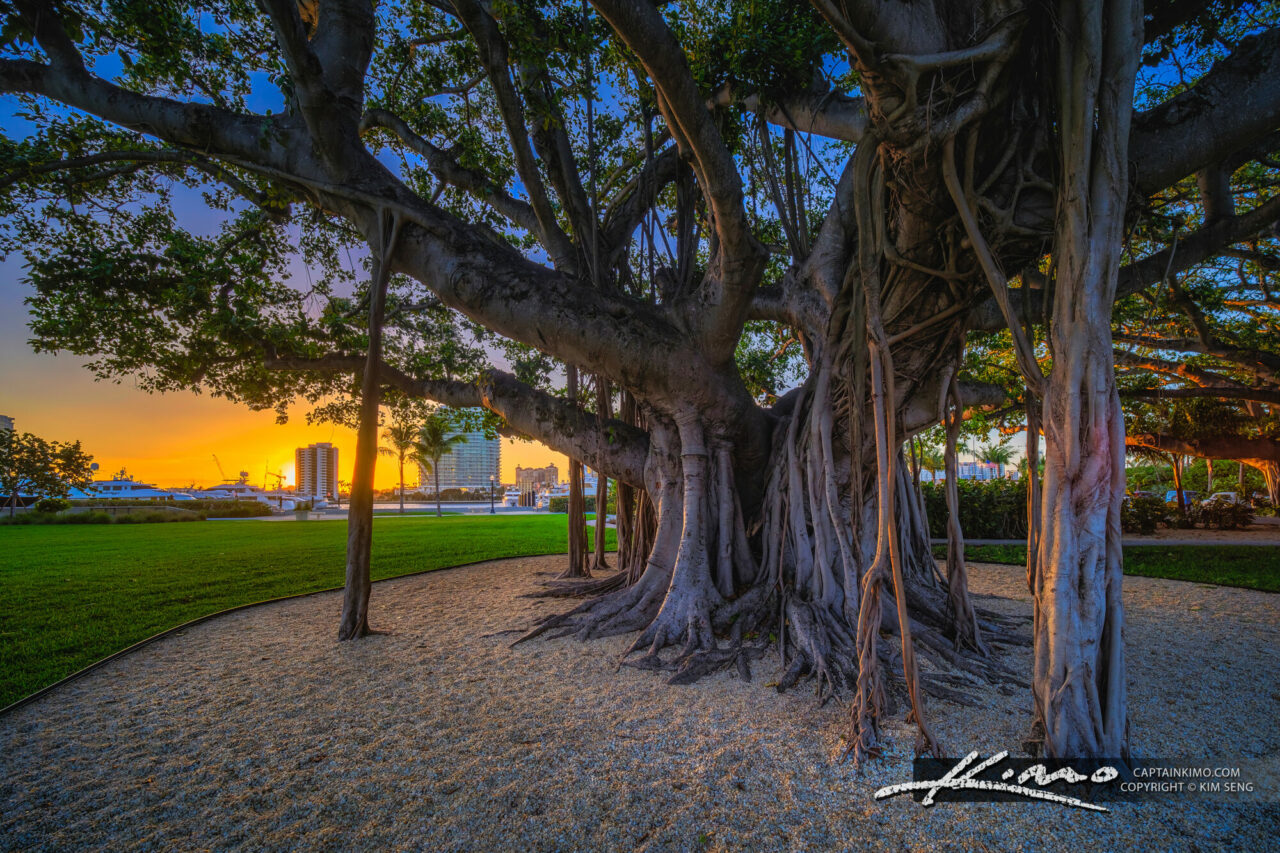 Palm Beach Island Banyan Tree at Sunset | HDR Photography by Captain Kimo