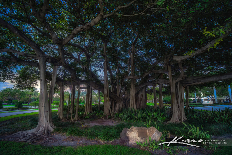 MacArthur Banyan Tree Palm Beach Gardens | HDR Photography by Captain Kimo