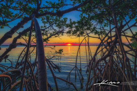 Mangrove Sunset at St Lucie River Stuart Florida Martin County | HDR ...