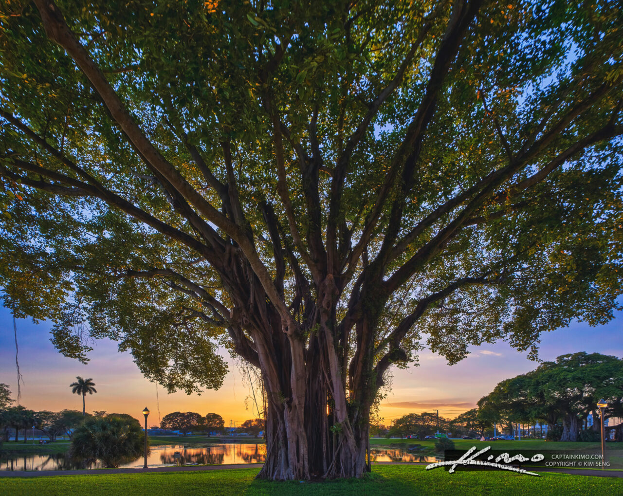 Large Ficus Tree Behind the Palm Beach Convention Center | HDR ...