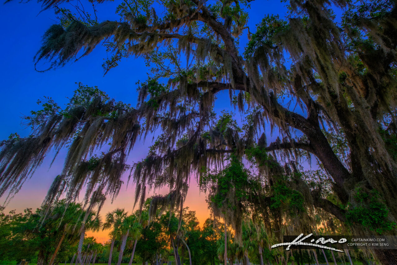 Majestic Oak and Spanish Moss at Riverbend Park Jupiter Florida | HDR ...