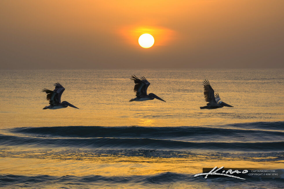 Majestic Pelicans in Flight Sunrise at Hobe Sound Beach Park | HDR ...