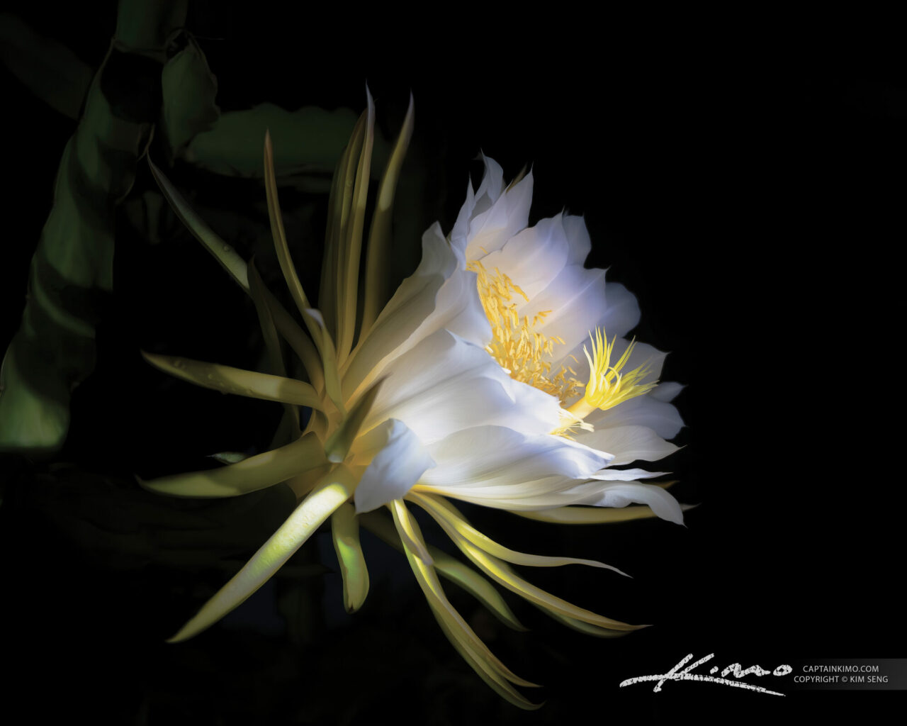 Glimpses of Nights Magic Dragon Fruit Flower in Full Bloom | HDR ...