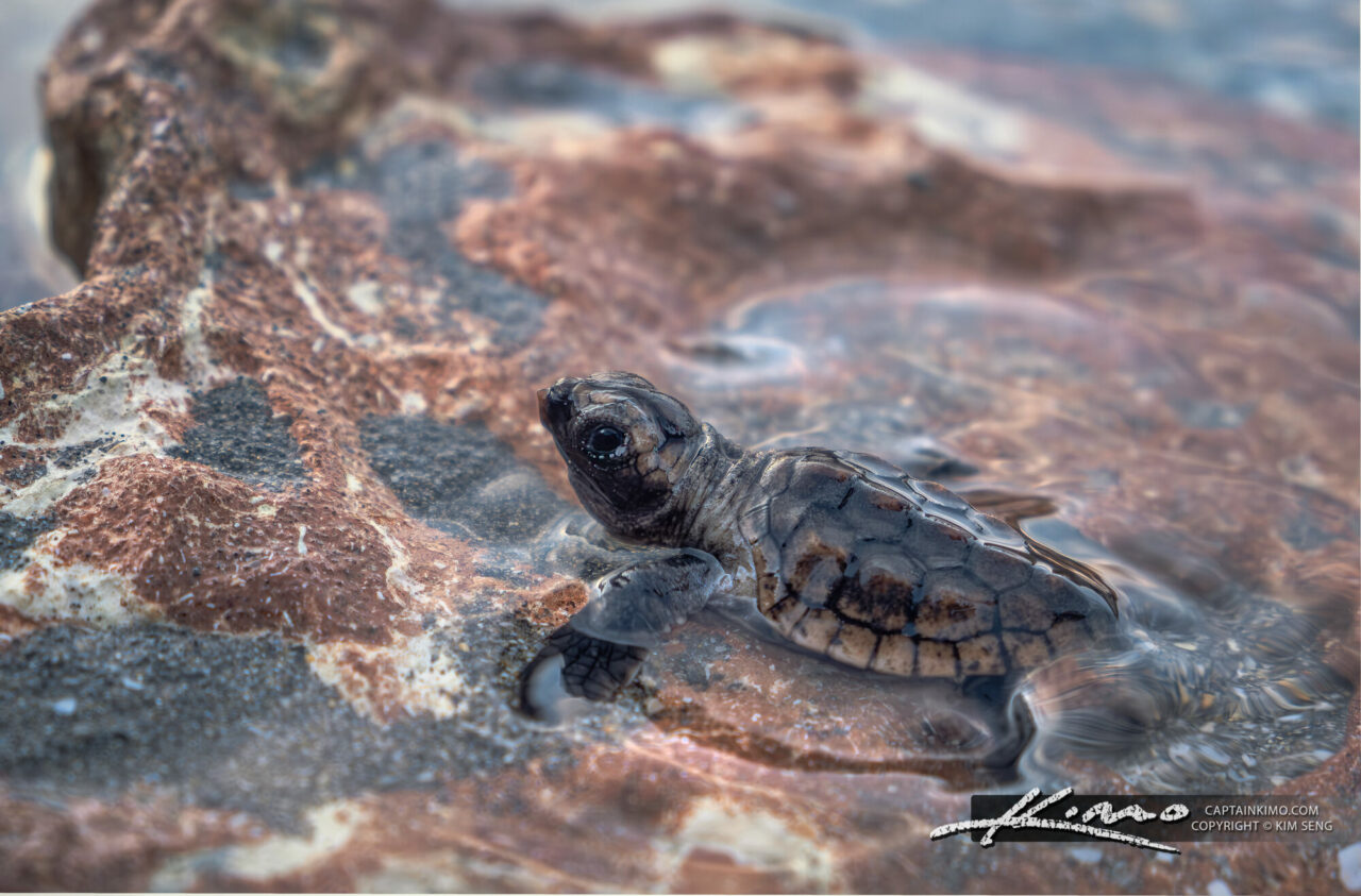 Capturing a Baby Sea Turtle at Coral Cove Park | HDR Photography by ...