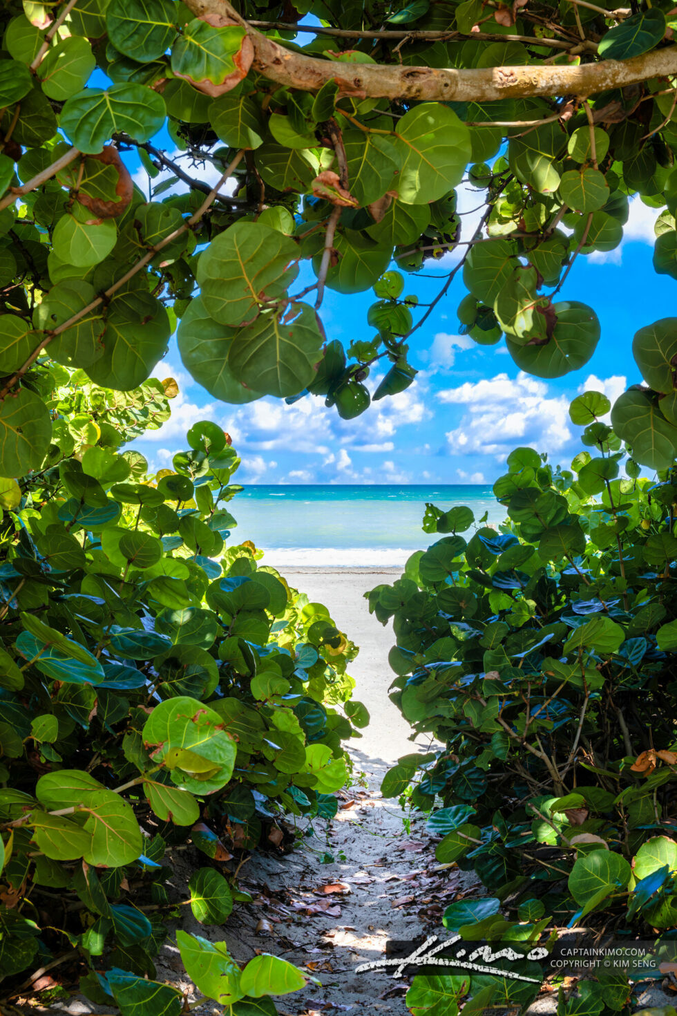 Jupiter Beach Access Blue Ocean Water Seagrape Canopy | HDR Photography ...