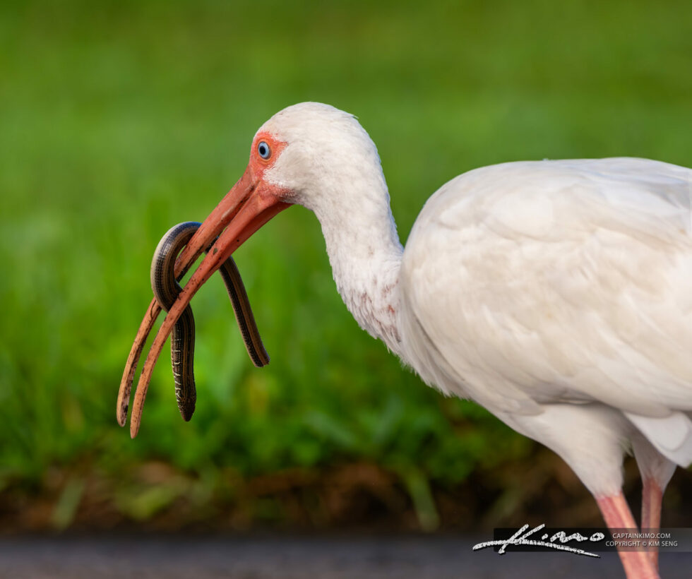 White Ibis Snaring Glass Snake | HDR Photography by Captain Kimo