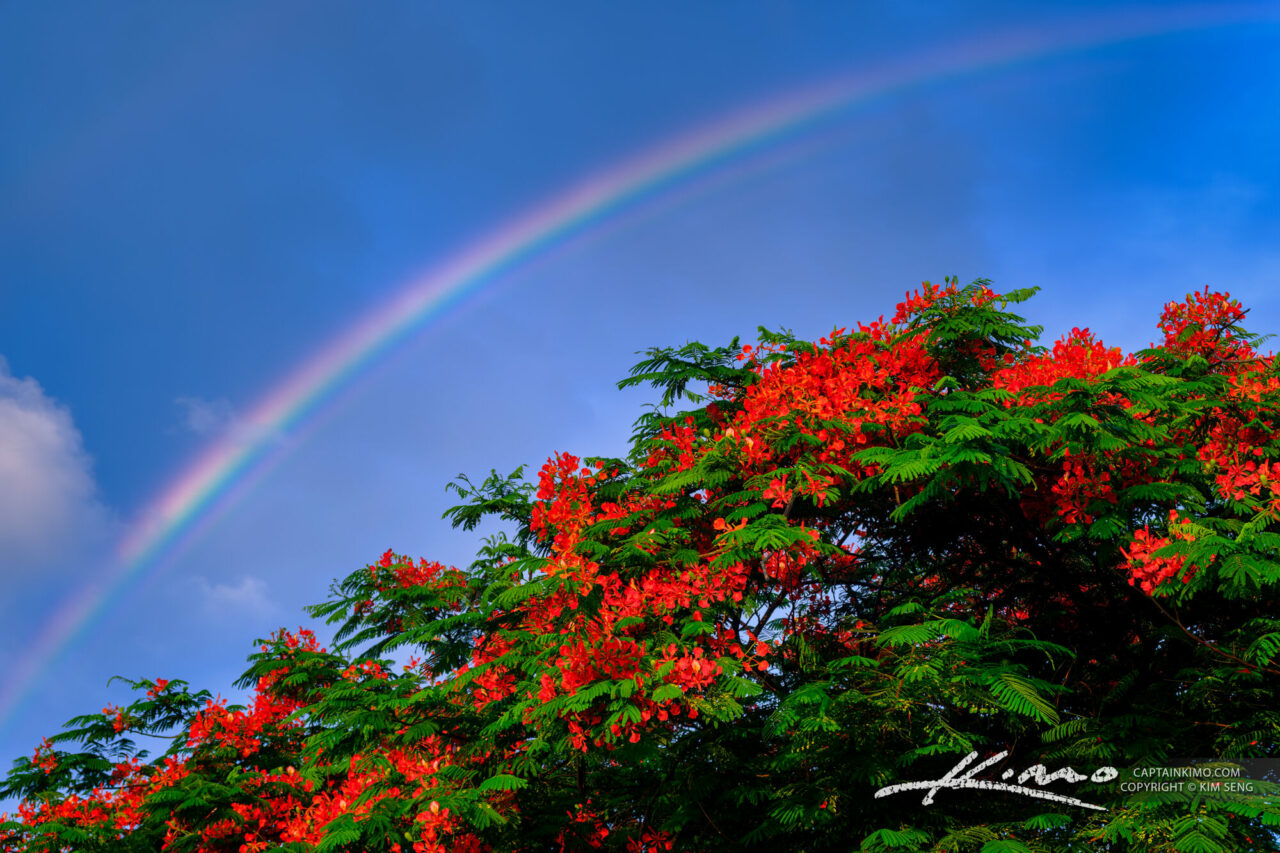 Rainbow Behind Royal Poinciana Tree in Bloom Palm Beach Gardens | HDR ...