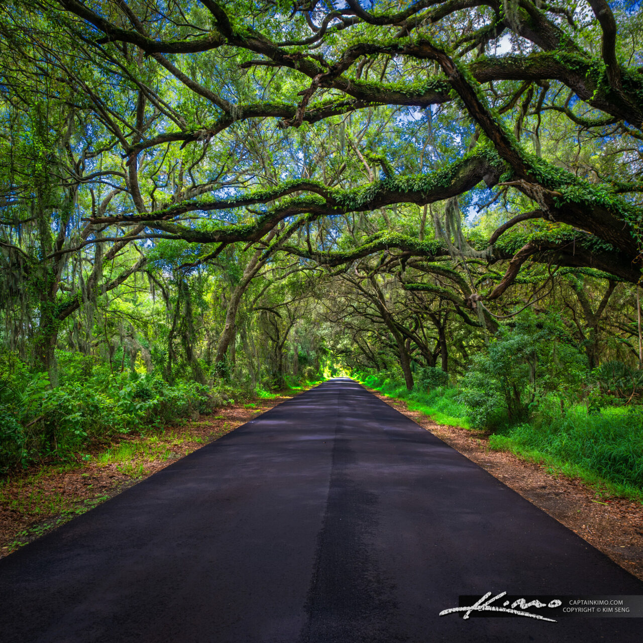 Oak Canopy Road Twin Oaks Conservation Area Kissimmee | HDR Photography ...