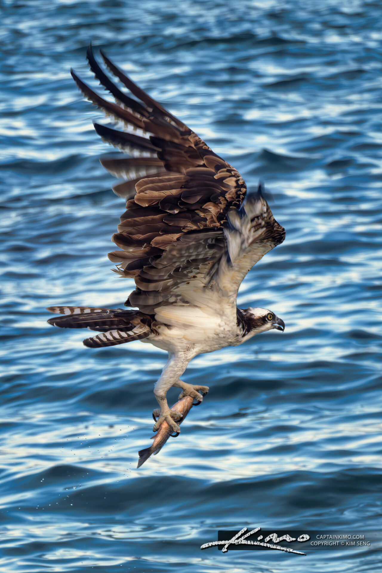Jupiter Inlet Osprey Fishing with Mullet | HDR Photography by Captain Kimo