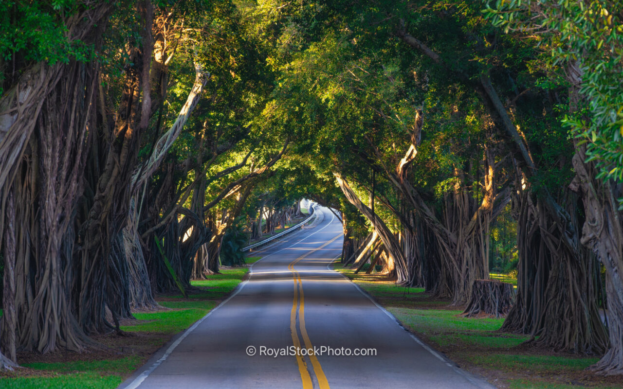 Explore the Scenic Tunnel of Trees Along Bassett Creek Trail in | HDR ...